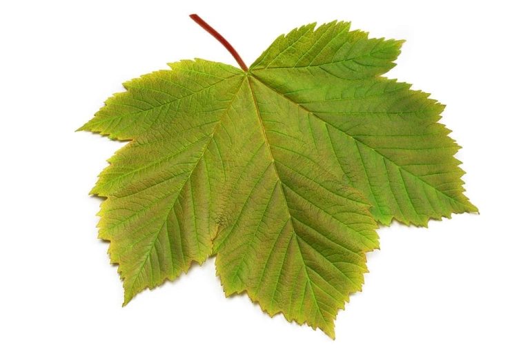21+ Types Of Maple Trees (Leaves, Bark) With Pictures & Identification