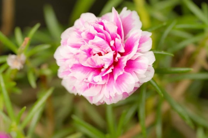 20 Beautiful Flowers That Look Like Roses and Peonies (With Pictures)