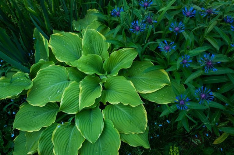 35+ Types Of Hostas (Flowers, Leaves) With Photos: Identification Guide
