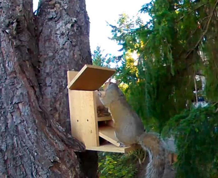 25+ Free DIY Squirrel Feeder Ideas & Plans For Your Backyard (2024)