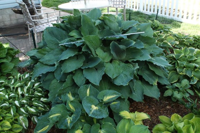 35+ Types Of Hostas (Flowers, Leaves) With Photos: Identification Guide