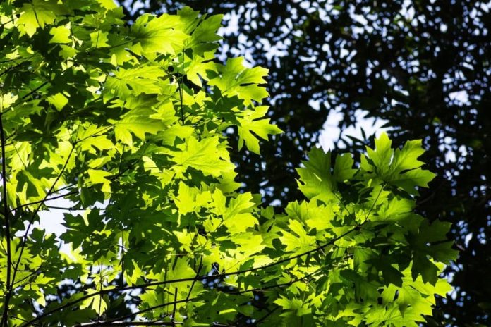 21+ Types Of Maple Trees (Leaves, Bark) With Pictures & Identification