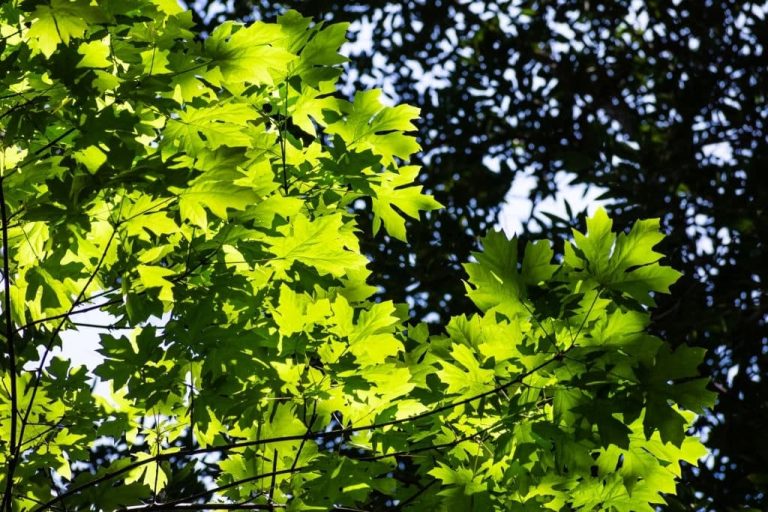 21+ Types Of Maple Trees (Leaves, Bark) With Pictures & Identification