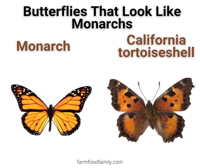 7 Butterflies That Look Like Monarchs But Aren't (With Pictures)