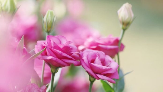 20 Beautiful Flowers That Look Like Roses and Peonies (With Pictures)