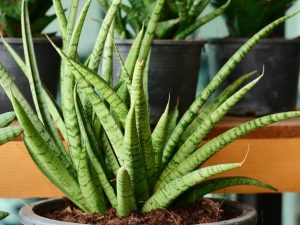 20 Best Plants That Repel Snakes (With Pictures) - Farm Food Family