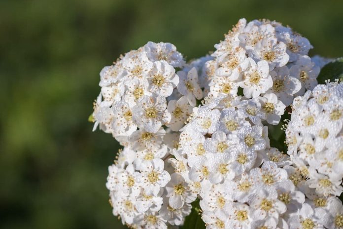 38+ Different Trees With White Flowers (Photos) - Identification Guide