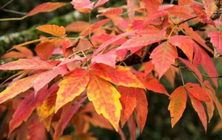 21+ Types Of Maple Trees (Leaves, Bark) With Pictures & Identification