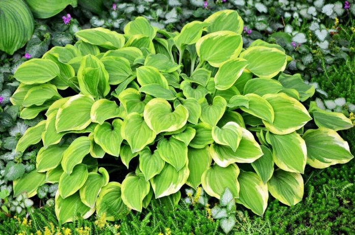35+ Types Of Hostas (Flowers, Leaves) With Photos: Identification Guide