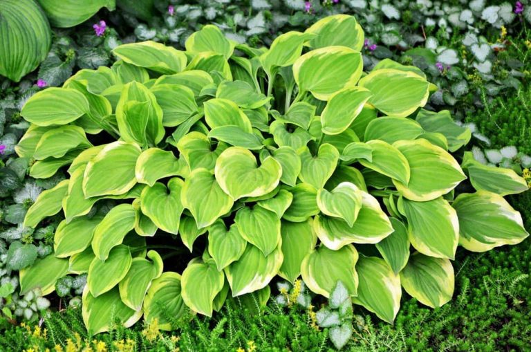 35+ Types Of Hostas (Flowers, Leaves) With Photos: Identification Guide