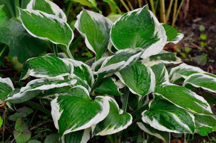 35+ Types Of Hostas (Flowers, Leaves) With Photos: Identification Guide
