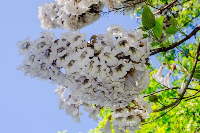 38+ Different Trees With White Flowers (Photos) - Identification Guide