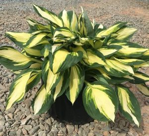 35+ Types Of Hostas (Flowers, Leaves) With Photos: Identification Guide