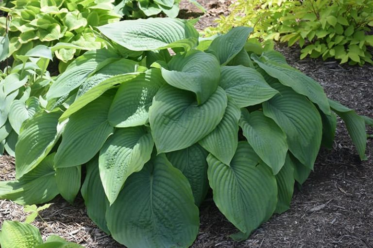 35+ Types Of Hostas (Flowers, Leaves) With Photos: Identification Guide