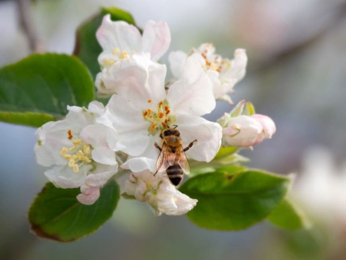 38+ Different Trees With White Flowers (Photos) - Identification Guide