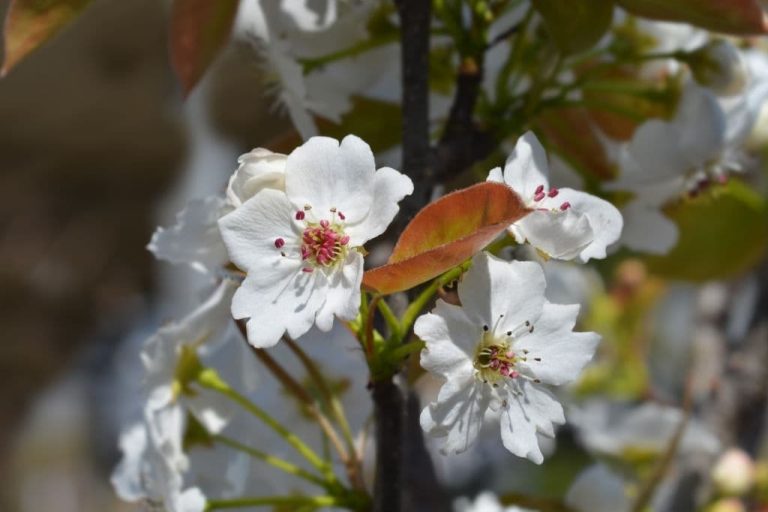 38+ Different Trees With White Flowers (Photos) - Identification Guide