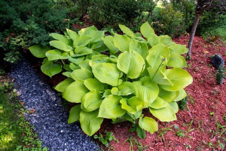 35+ Types Of Hostas (Flowers, Leaves) With Photos: Identification Guide
