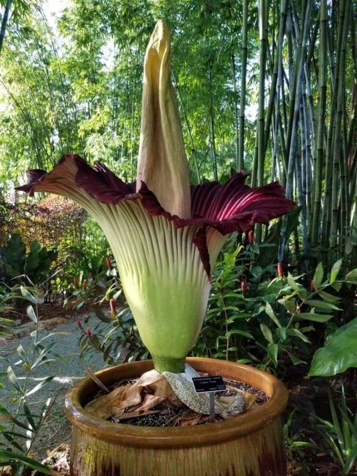 28+ Beautiful Flowers That Bloom At Night (With Pictures)