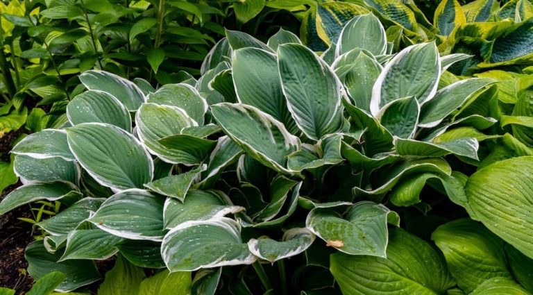 35+ Types Of Hostas (Flowers, Leaves) With Photos: Identification Guide