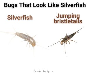 8 Bugs That Look Like Silverfish But Aren't (With Pictures)