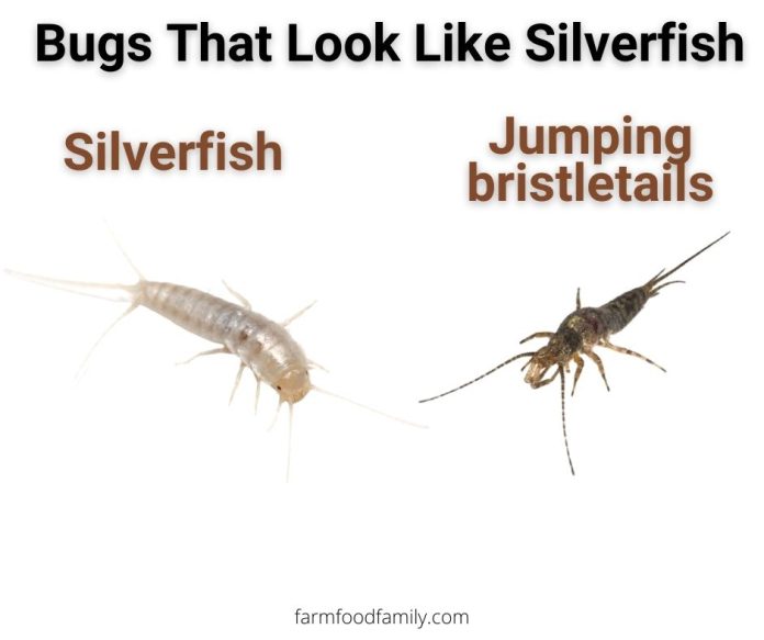 8 Bugs That Look Like Silverfish But Aren't (With Pictures)
