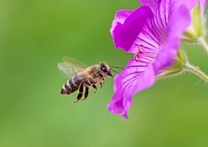 17 Best Plants That Repel Wasps and Bees (Flowers, Herbs, Vegetables)