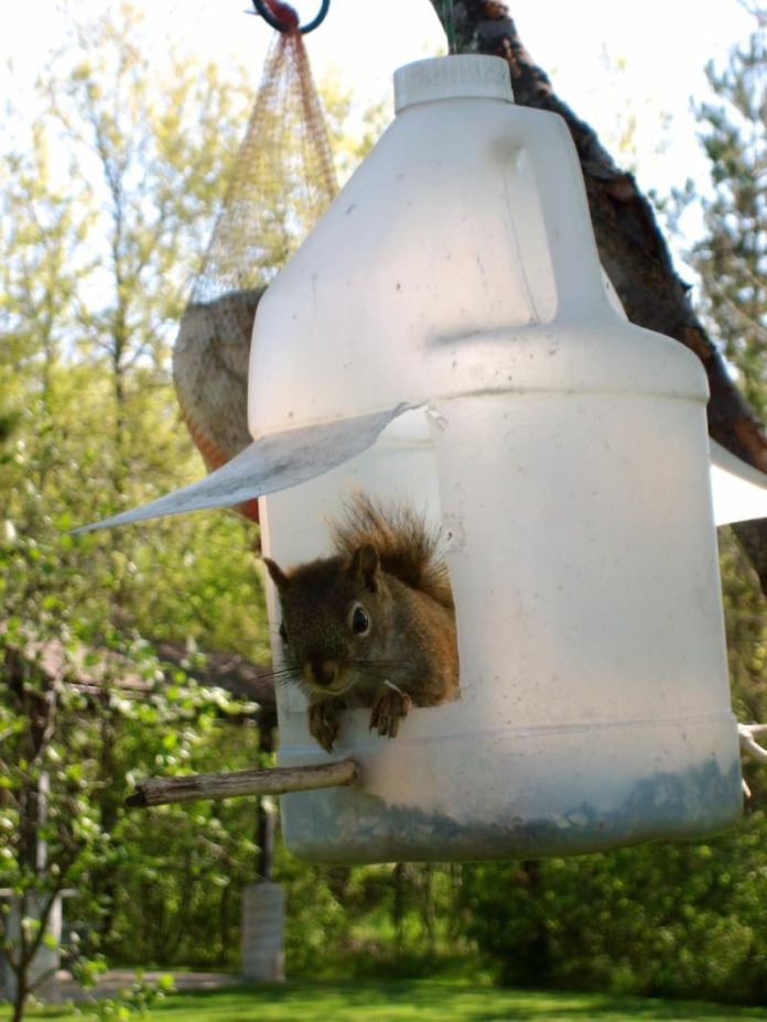25+ Free DIY Squirrel Feeder Ideas & Plans For Your Backyard (2024)