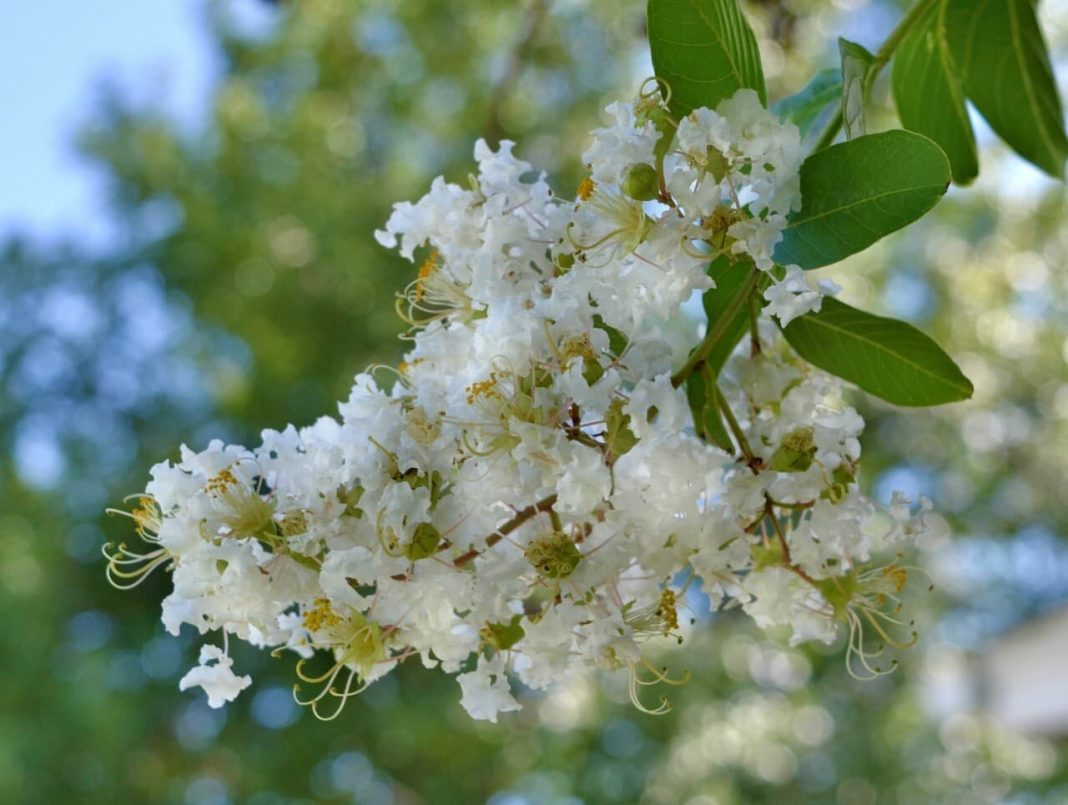 38+ Different Trees With White Flowers (Photos) - Identification Guide