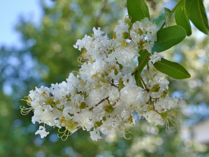 38+ Different Trees With White Flowers (Photos) - Identification Guide