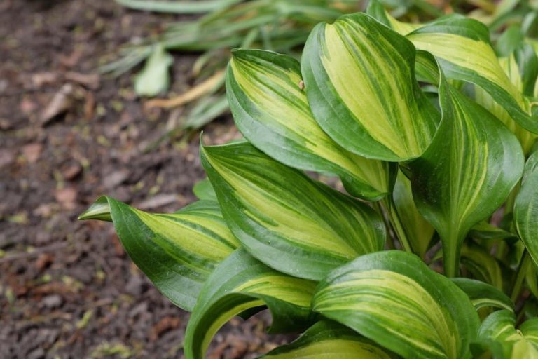 35+ Types Of Hostas (Flowers, Leaves) With Photos: Identification Guide