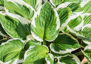 35+ Types Of Hostas (Flowers, Leaves) With Photos: Identification Guide