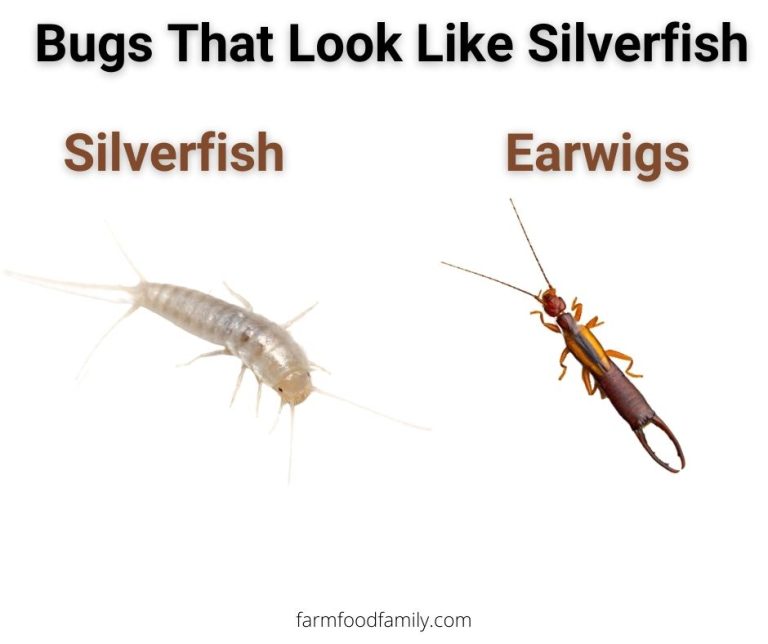 8 Bugs That Look Like Silverfish But Aren't (With Pictures)