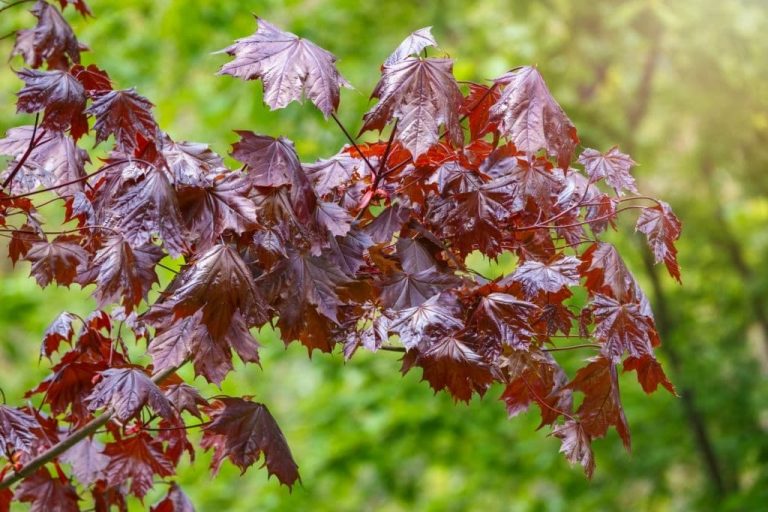 21+ Types Of Maple Trees (Leaves, Bark) With Pictures & Identification
