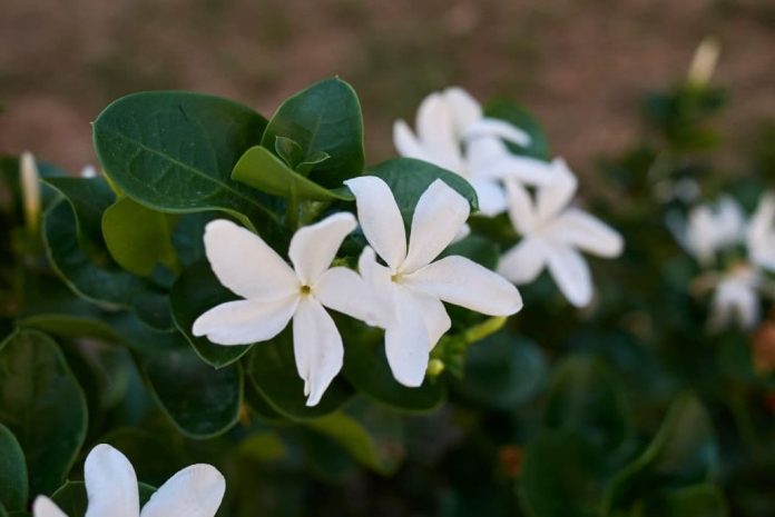 38+ Different Trees With White Flowers (Photos) - Identification Guide