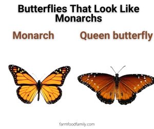 7 Butterflies That Look Like Monarchs But Aren't (With Pictures)
