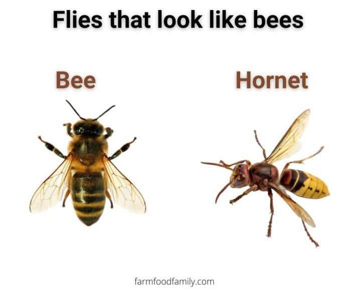 9 Flies That Look Like Bees But Aren't (With Pictures)