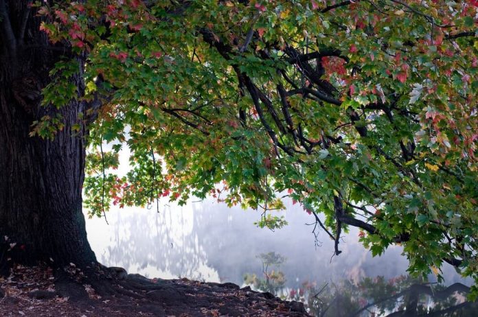 21+ Types Of Maple Trees (Leaves, Bark) With Pictures & Identification