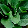 35+ Types Of Hostas (Flowers, Leaves) With Photos: Identification Guide