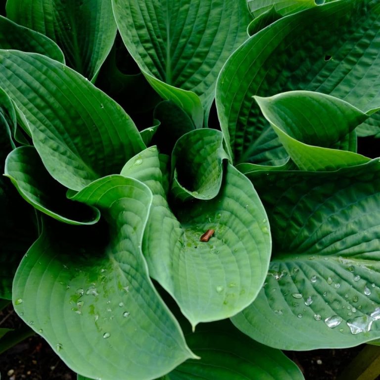 35+ Types Of Hostas (Flowers, Leaves) With Photos: Identification Guide