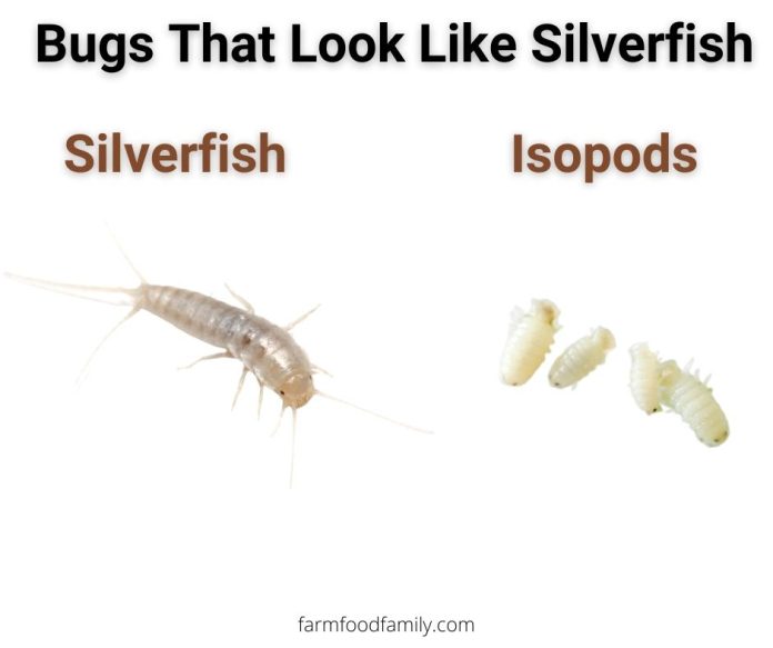 8 Bugs That Look Like Silverfish But Aren't (With Pictures)