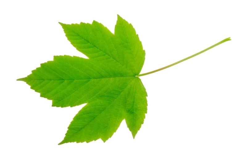 21+ Types Of Maple Trees (Leaves, Bark) With Pictures & Identification