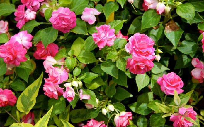 20 Beautiful Flowers That Look Like Roses and Peonies (With Pictures)