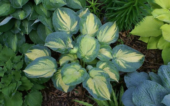 35+ Types Of Hostas (Flowers, Leaves) With Photos: Identification Guide