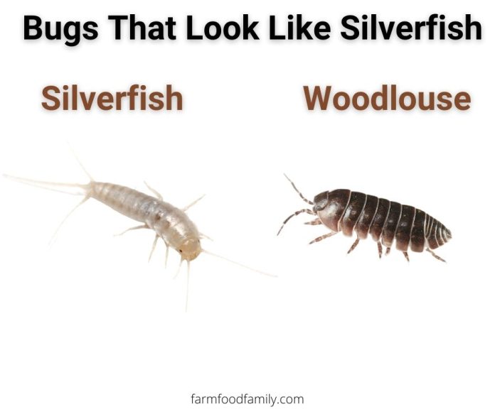 8 Bugs That Look Like Silverfish But Aren't (With Pictures)