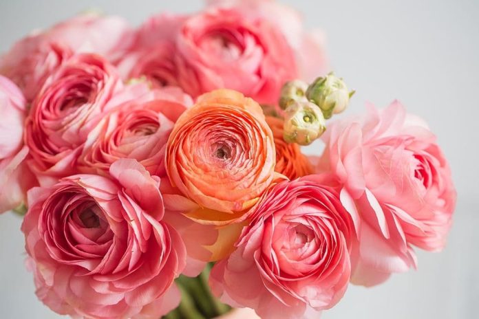20 Beautiful Flowers That Look Like Roses and Peonies (With Pictures)