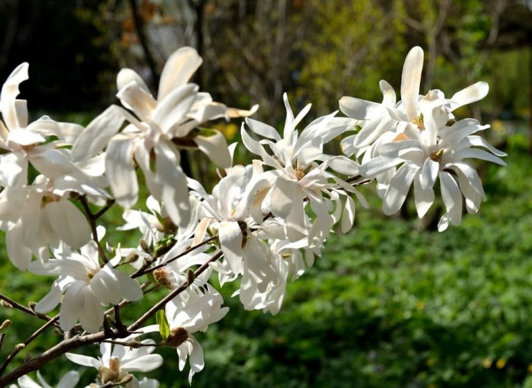 38+ Different Trees With White Flowers (Photos) - Identification Guide