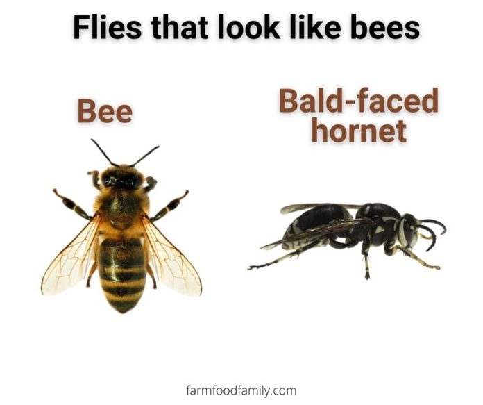 9 Flies That Look Like Bees But Aren't (With Pictures)