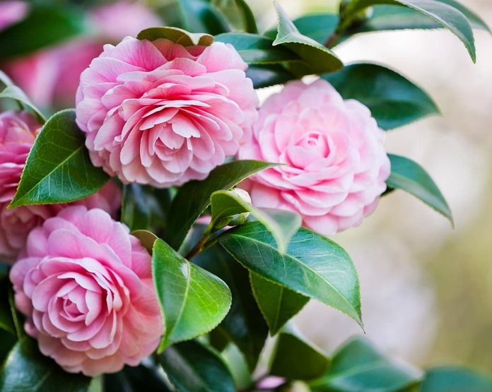20 Beautiful Flowers That Look Like Roses and Peonies (With Pictures)