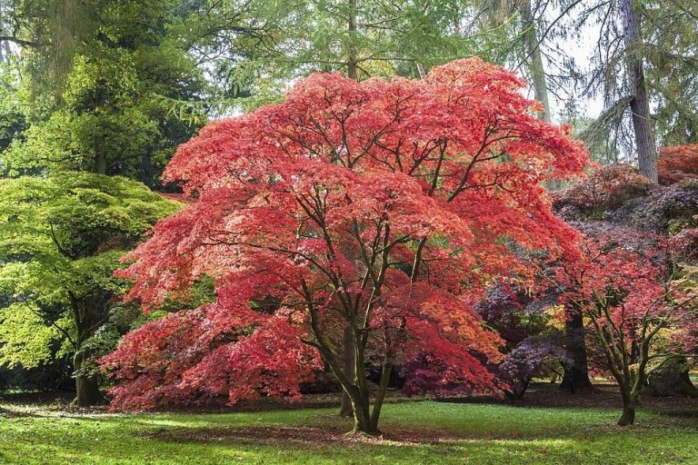 21+ Types Of Maple Trees (Leaves, Bark) With Pictures & Identification