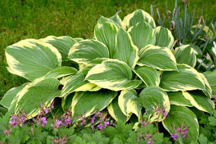 35+ Types Of Hostas (Flowers, Leaves) With Photos: Identification Guide